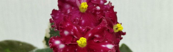 Rivermist Zeeva (J. Baker)